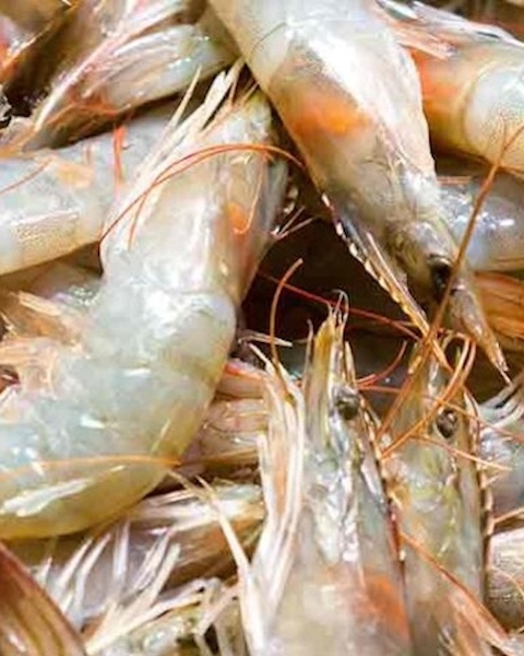 A more palatable way to raise prawns – The Hanseatic